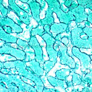 Reticulum Stain Kit – Official Catalog GSB